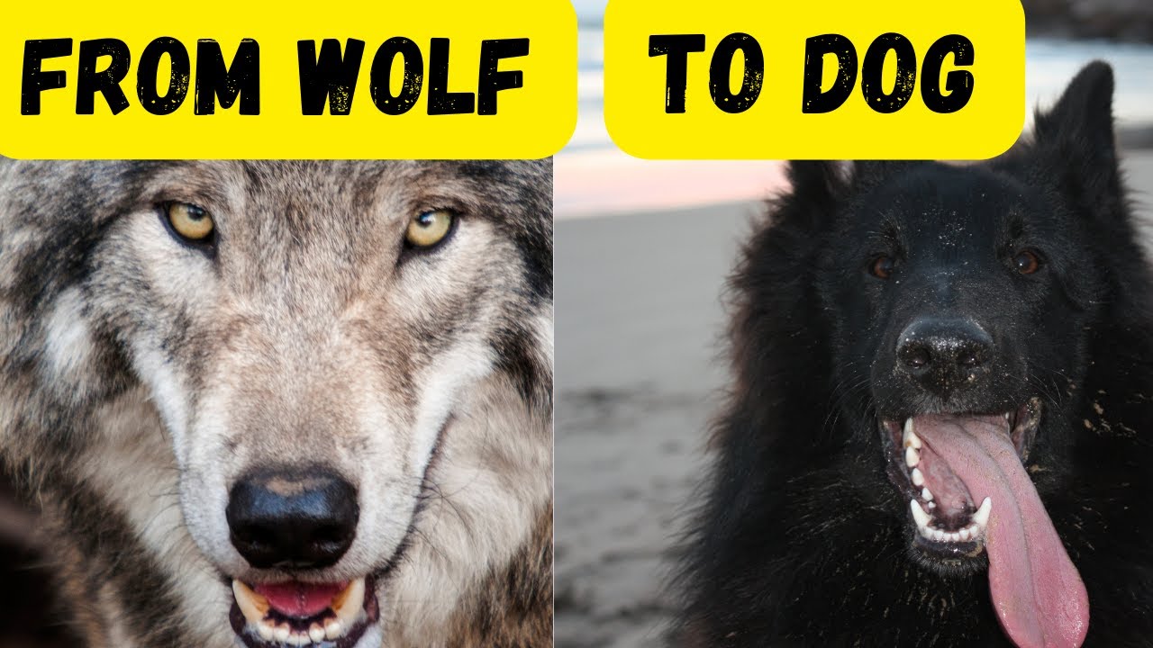 The Evolution of the Wolf into Man's Best Friend: How the Wolf Turned ...