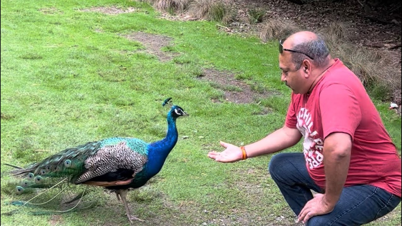 Staglands Wellington | Nature aur Animals ke Beech Ek Khubsurat Din ...