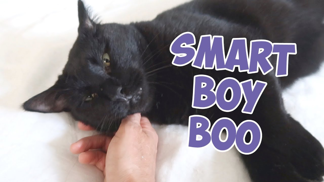 Playing With Boo, Do Cats Like Dried Anchovies? Boo Is A Smart Cat - S3 ...