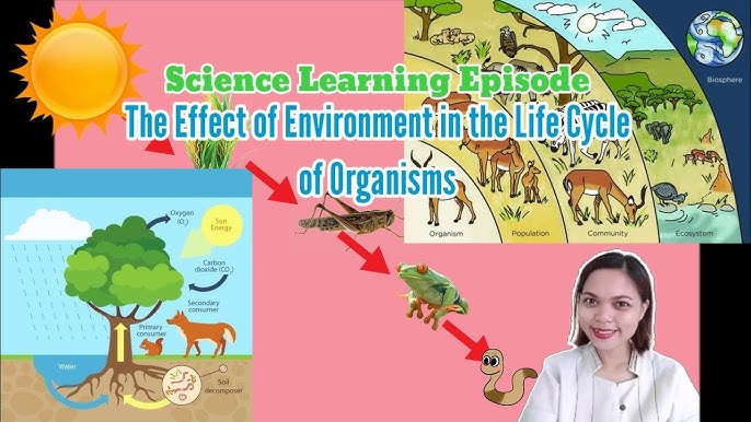 Interactions Among Living Things