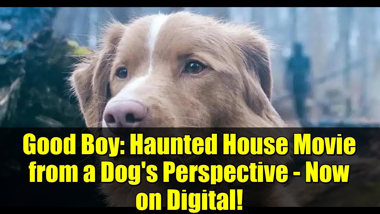 Good Boy: Haunted House Movie from a Dog's Perspective - Now on Digital ...