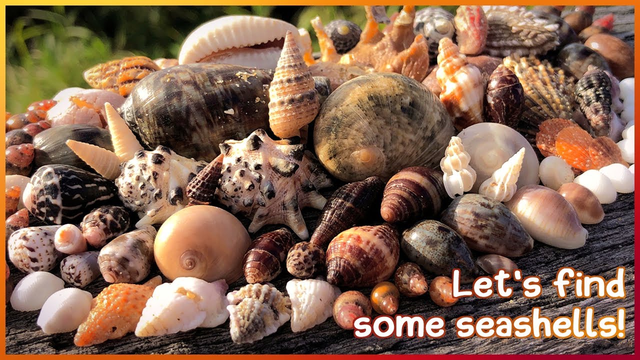 Finding Microshells | Mini Treasures on the Sand [Virtual Shelling ...