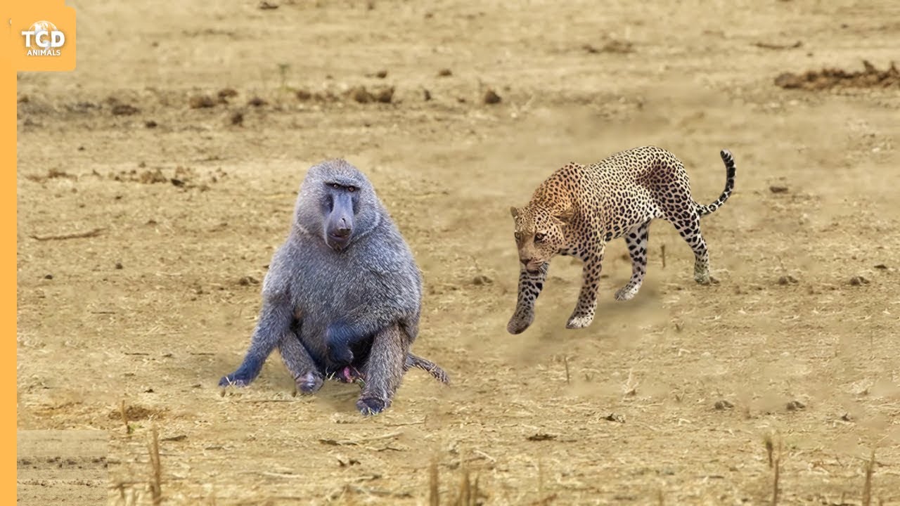 When a Leopard Sees Baboon.. It Ate It Whole - The Nature Channel