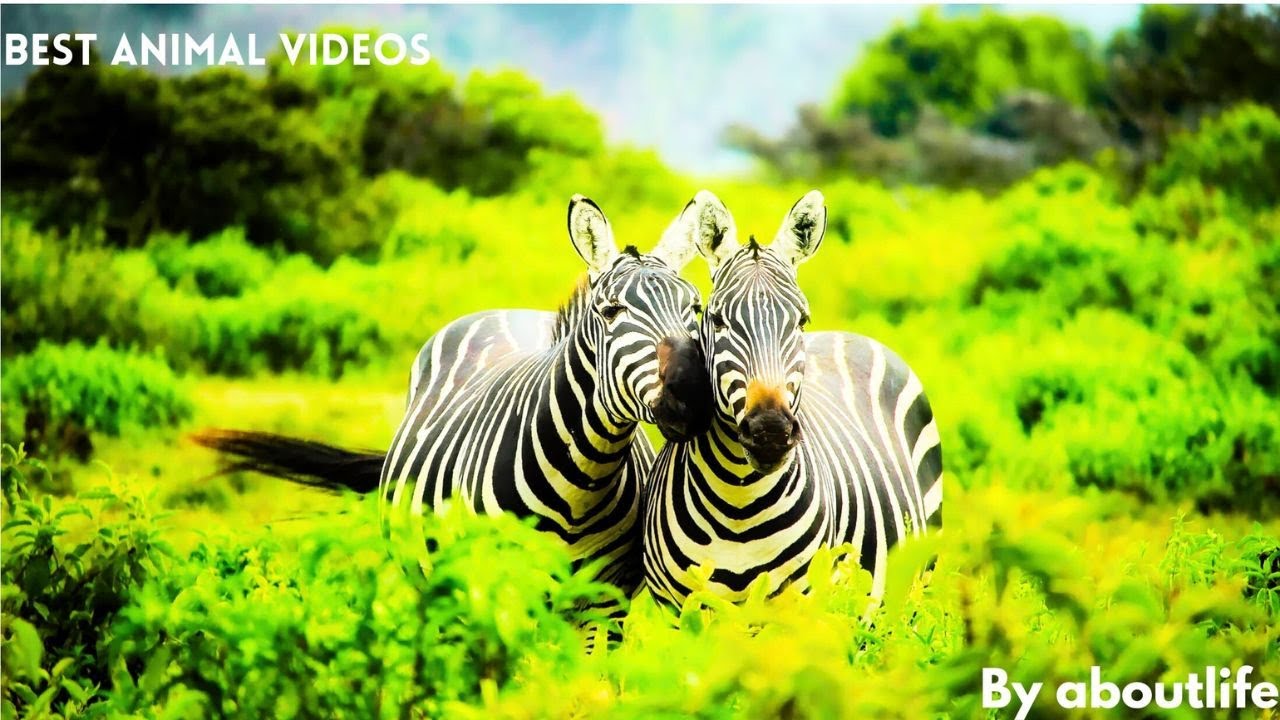 Baby Animal videos 4k -These Lovely Moments Of Young Wild Animals With ...