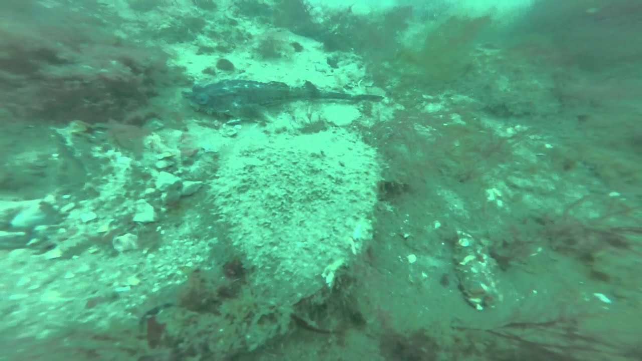 Brixham Breakwater dive late April 2015 - YouTube