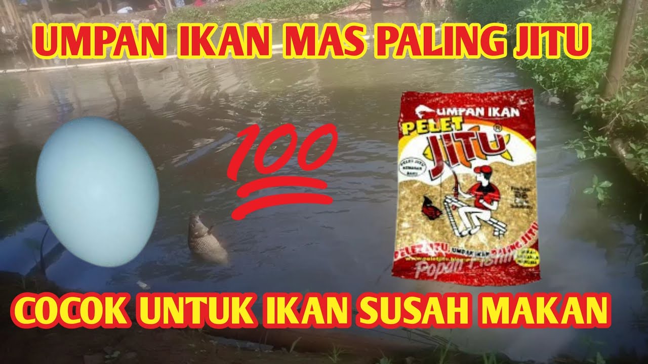 UMPAN IKAN MAS PELET JITU MERAH PLUS TELOR ASIN,COCOK IKAN SUSAH MAKAN ...