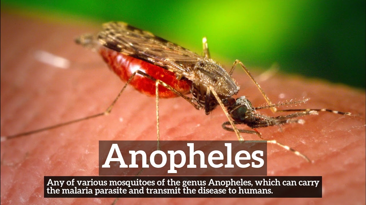 What are Anopheles? | How Do Anopheles Look? | How to Say Anopheles in ...