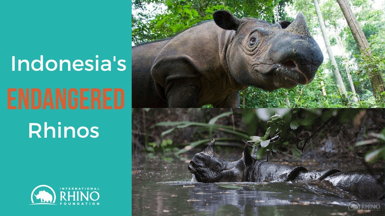 Indonesian Rhino Conservation - YouTube