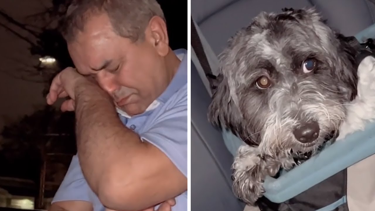 Man who never wanted dogs cries after 1 day apart - YouTube