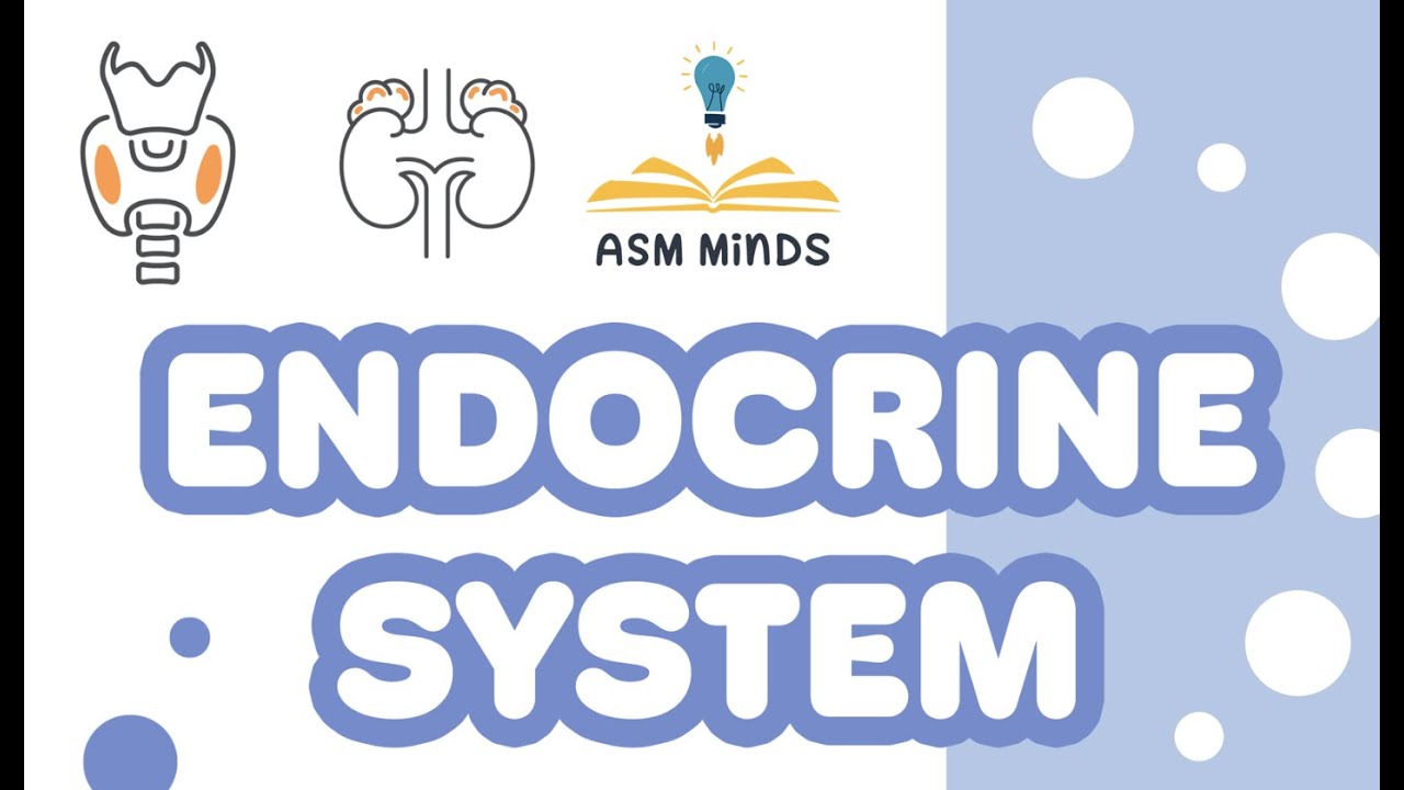 Endocrine system Orientation by ASM Minds Team - YouTube
