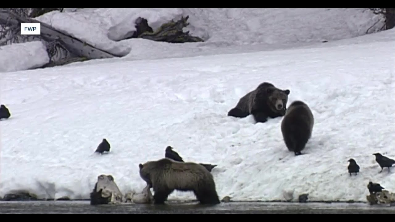 The Winter Bears of Montana - YouTube