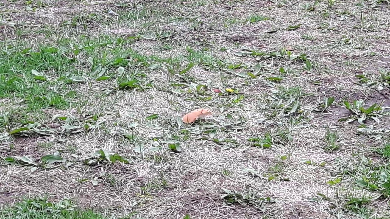 Greedy Bird - YouTube