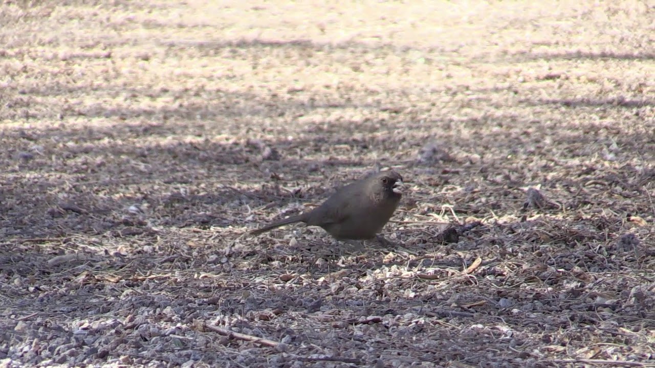 Abert's Towhee, Riparian Preserve at Water Ranch, Gilbert AZ USA - YouTube