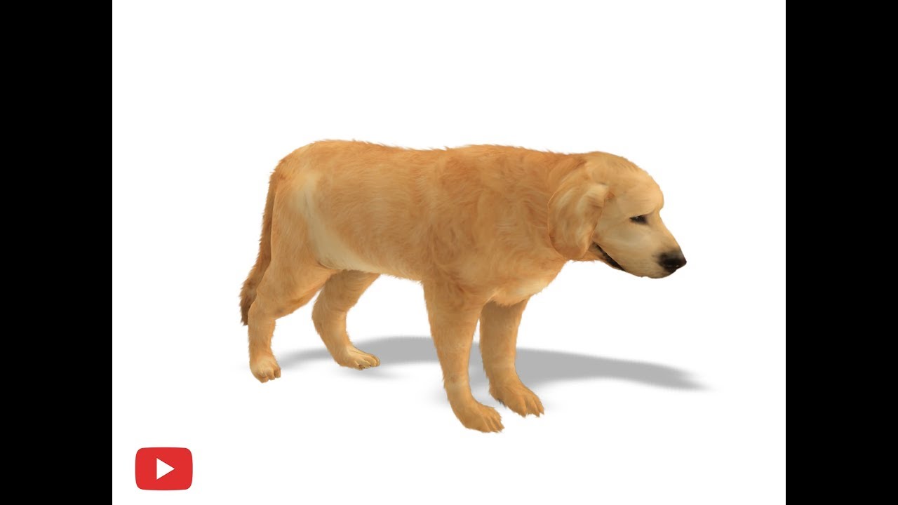 Animpet Animesh Animated Golden Retrieval Instructions - YouTube