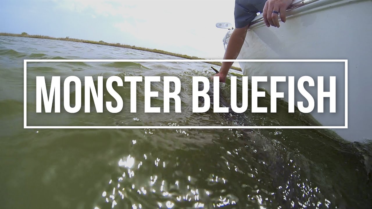 Monster Bluefish - St. Augustine, FL - YouTube