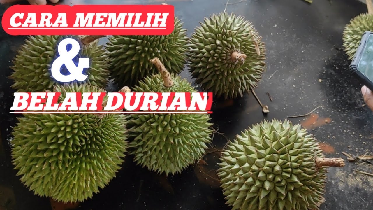 CARA MEMILIH DAN MEMBELAH DURIAN - YouTube