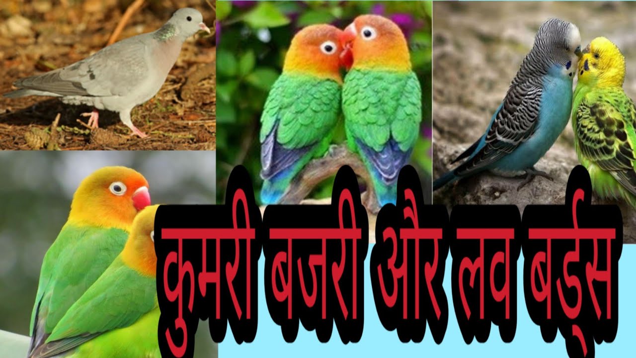 Mona Bhai ki Love Birds Or Kumri Birds - YouTube