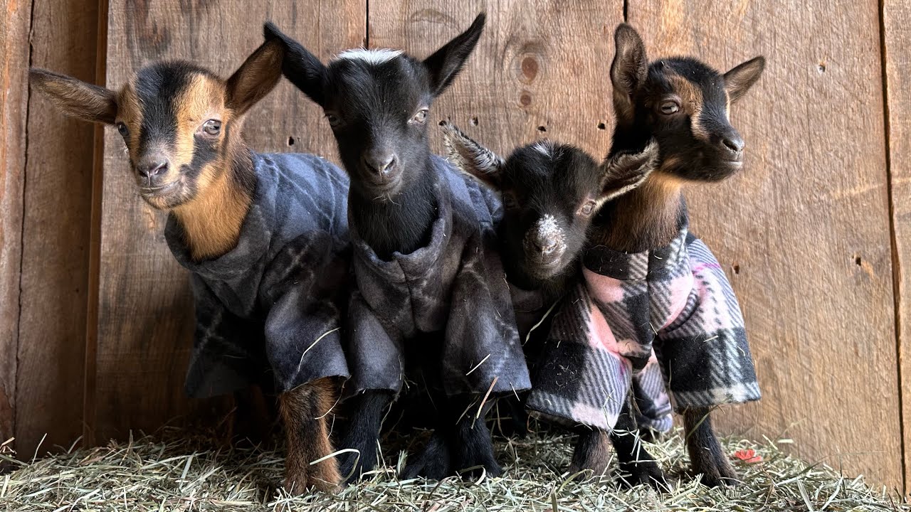 Quadruplet goat babies in pajamas! - YouTube