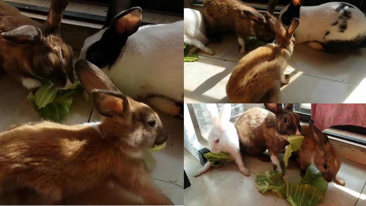 khorgos boba prani tar por o onek valobasha o valo laga kaj kore ...