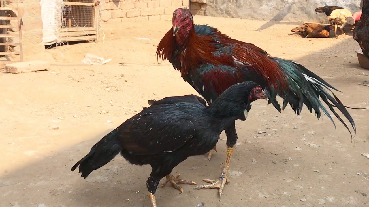 Pakistan aseel hens | aseel chicken - YouTube