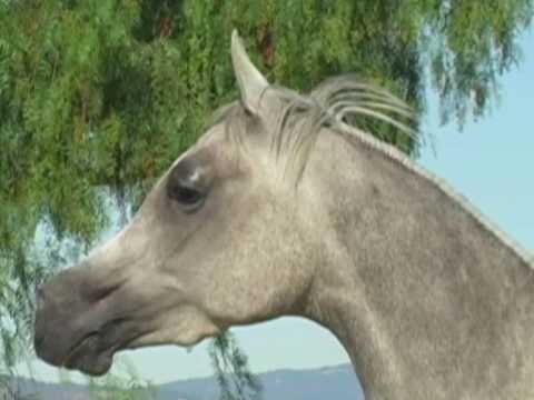 AMORE de LAHEEB - 06 *LAHEEB Filly - Grey