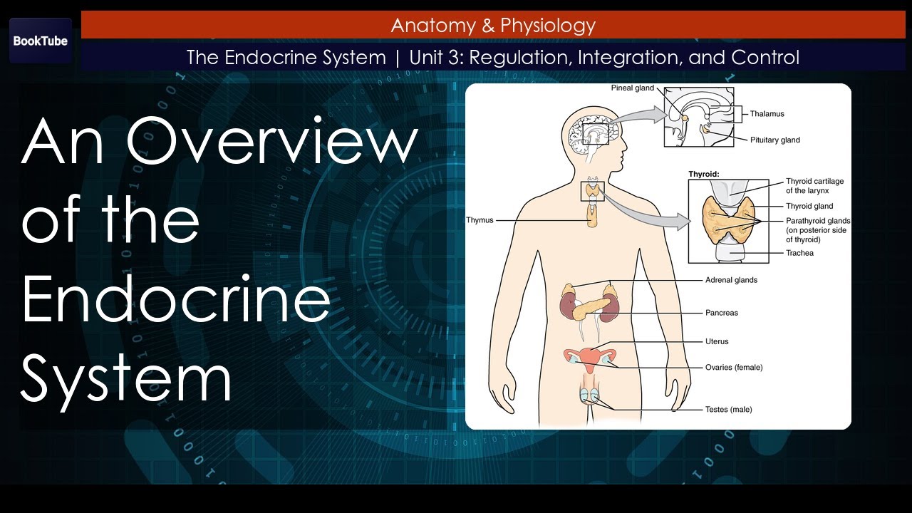 An Overview of the Endocrine System | The Endocrine System - YouTube
