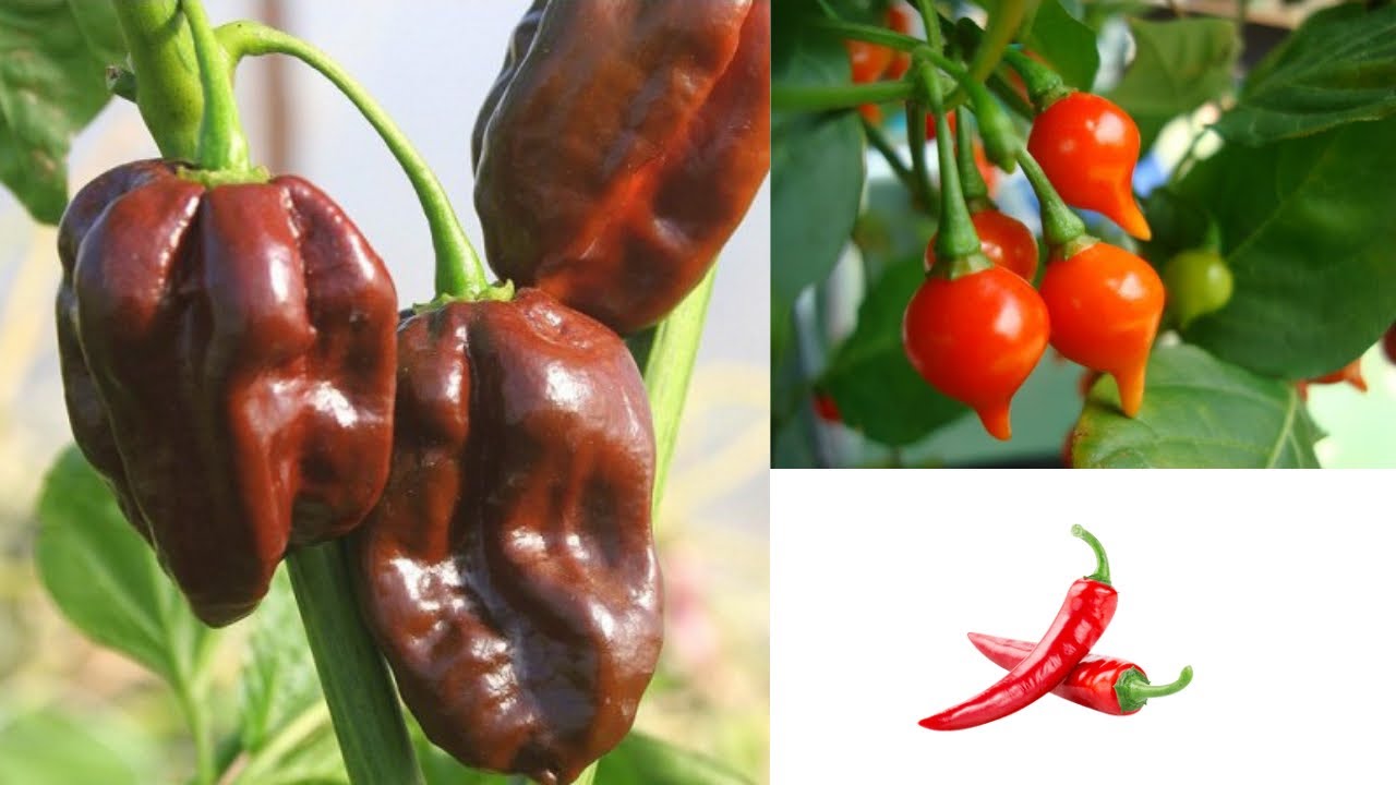 Minha coleção de pimentas - YouTube