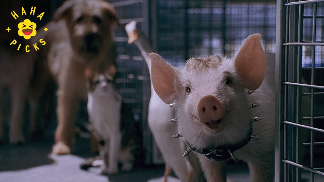 Escaping Animal Control | Babe: Pig in the City - YouTube