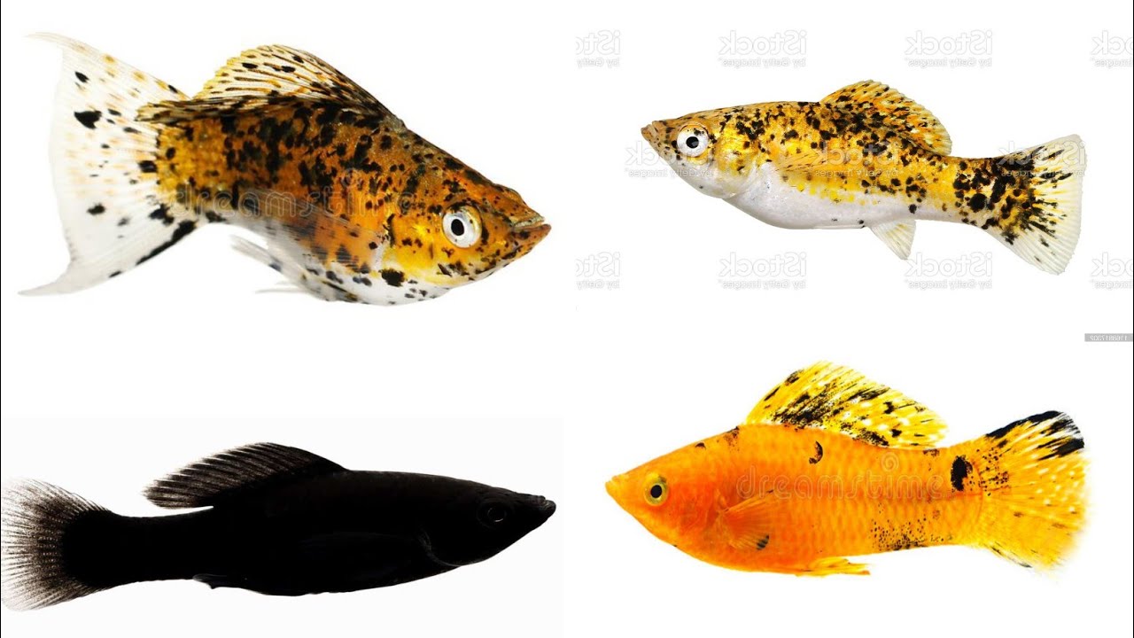 Molly fish baby And diet of molly fish 🐠 @ammanbirdszone9778 - YouTube