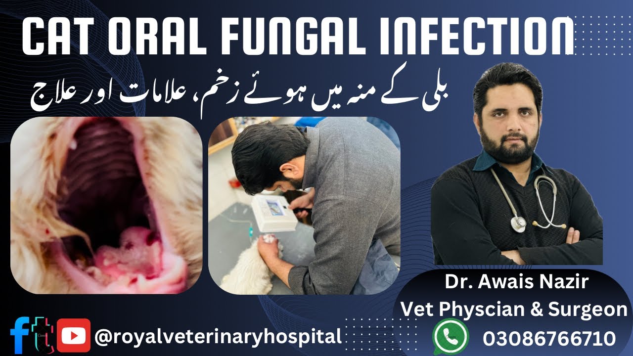 Cat’s Oral fungal Infection | Cat oral Infection | Complete Diagnosis ...