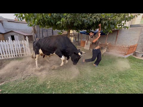 Qurbani Ka Janwr Guse Main agiya😭||HUMLA||