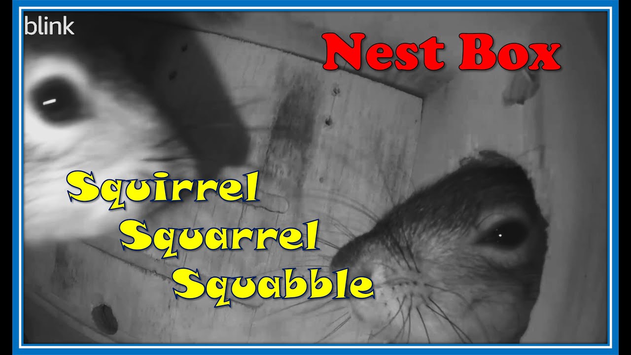 Squirrel Nest Box: Squirrel Squabble in Gnitch's House. - YouTube
