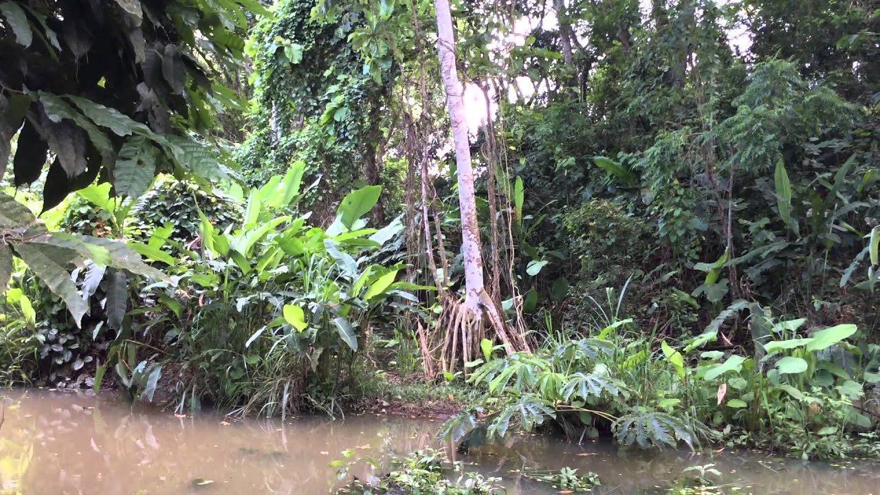 Bosque húmedo tropical en Pedernales - YouTube
