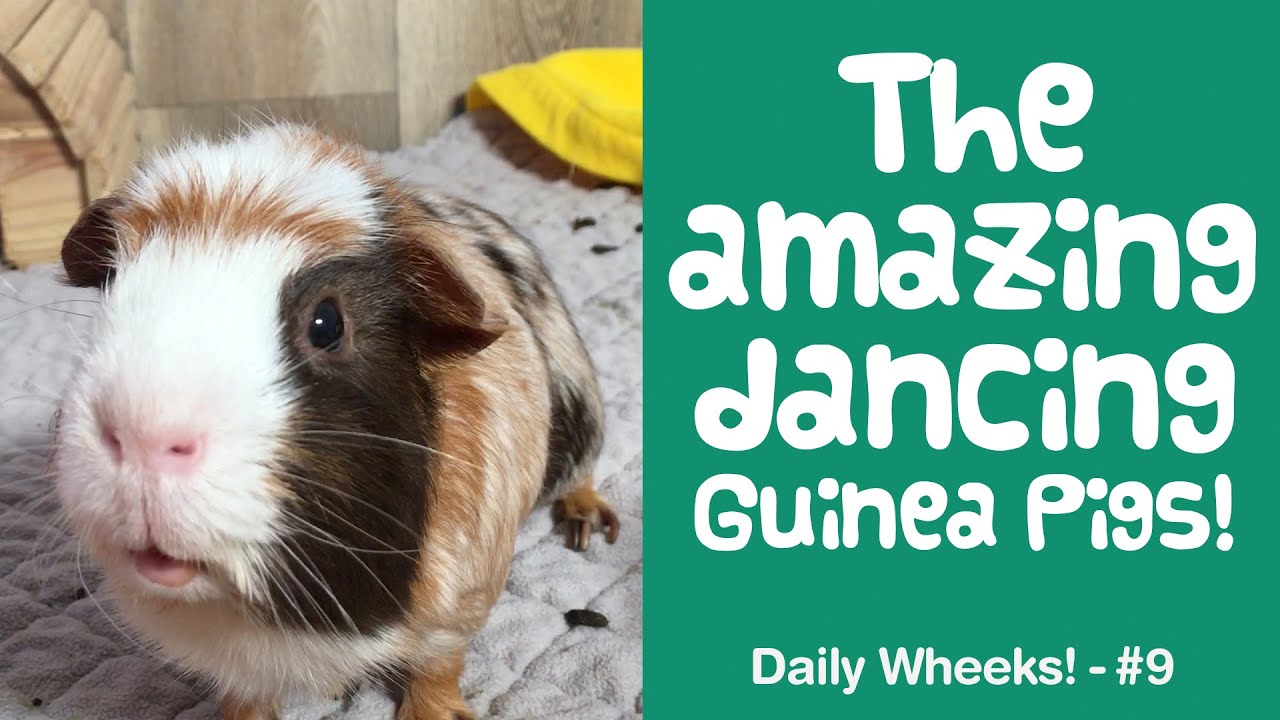 HILARIOUS! Dancing Guinea Pigs | Funny Guinea Pig Videos from Guinea ...