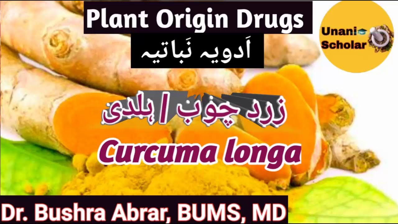 Zard Chob /زرد چوب / ہلدی, Curcuma longa, Advia Mufradah lecture, plant ...