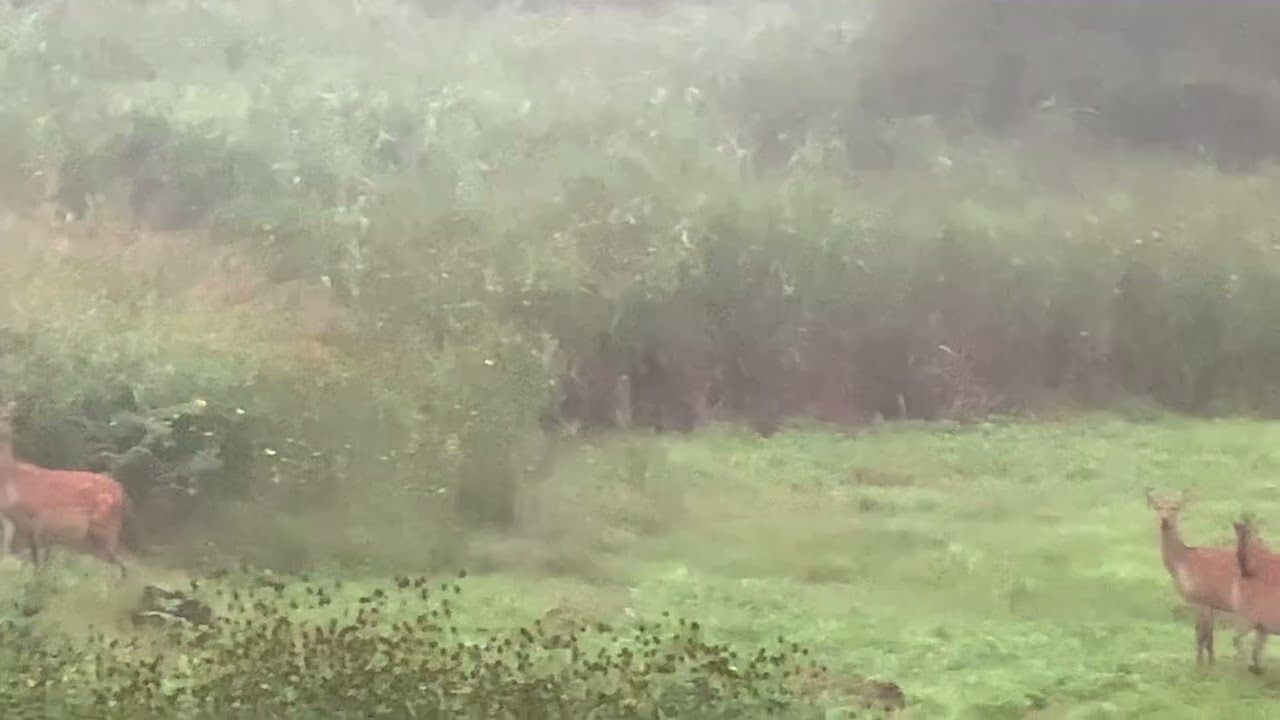 Wild Animals Hunting Foggy morning Prt.1 #nature #short - YouTube