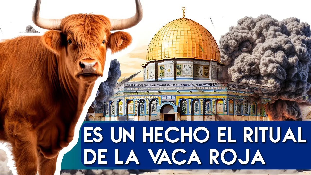 RITUAL de la VACA ROJA en Israel será en 2024🚨El tercer Templo esta cerca🚨 - YouTube