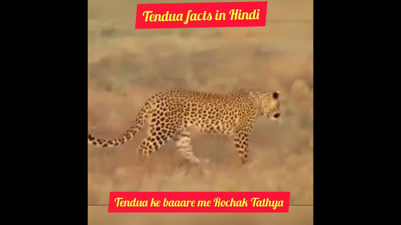 Tendua facts in Hindi #shorts #viralvideo #funnyvideo - YouTube
