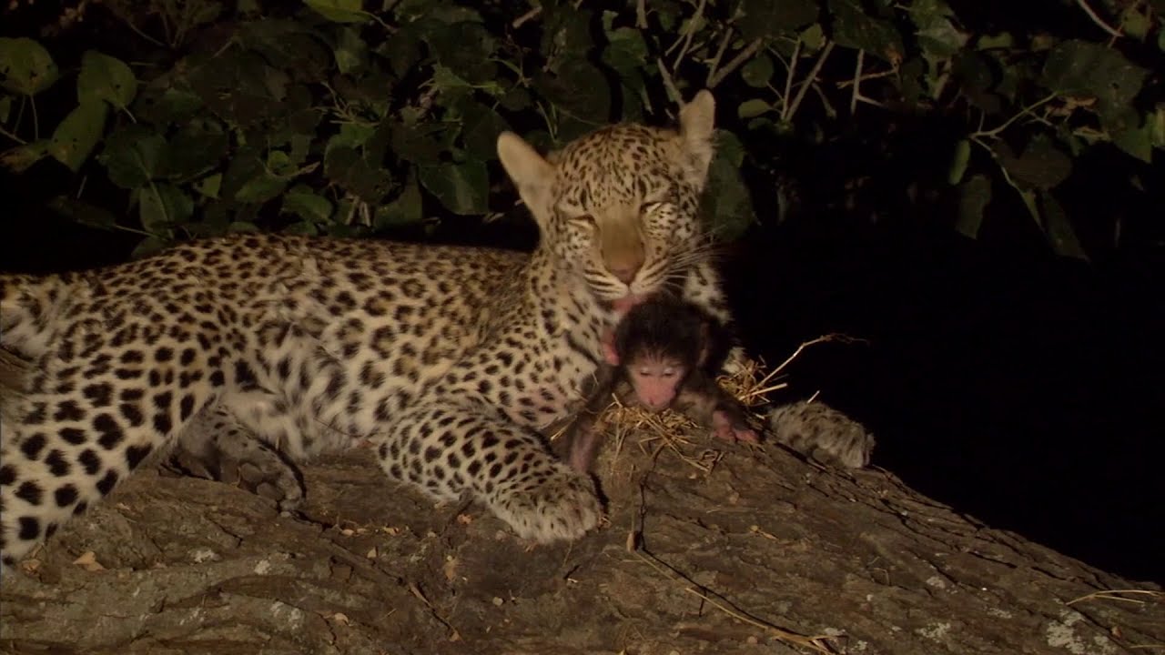 EYE OF THE LEOPARD - Baboon & Moon - YouTube
