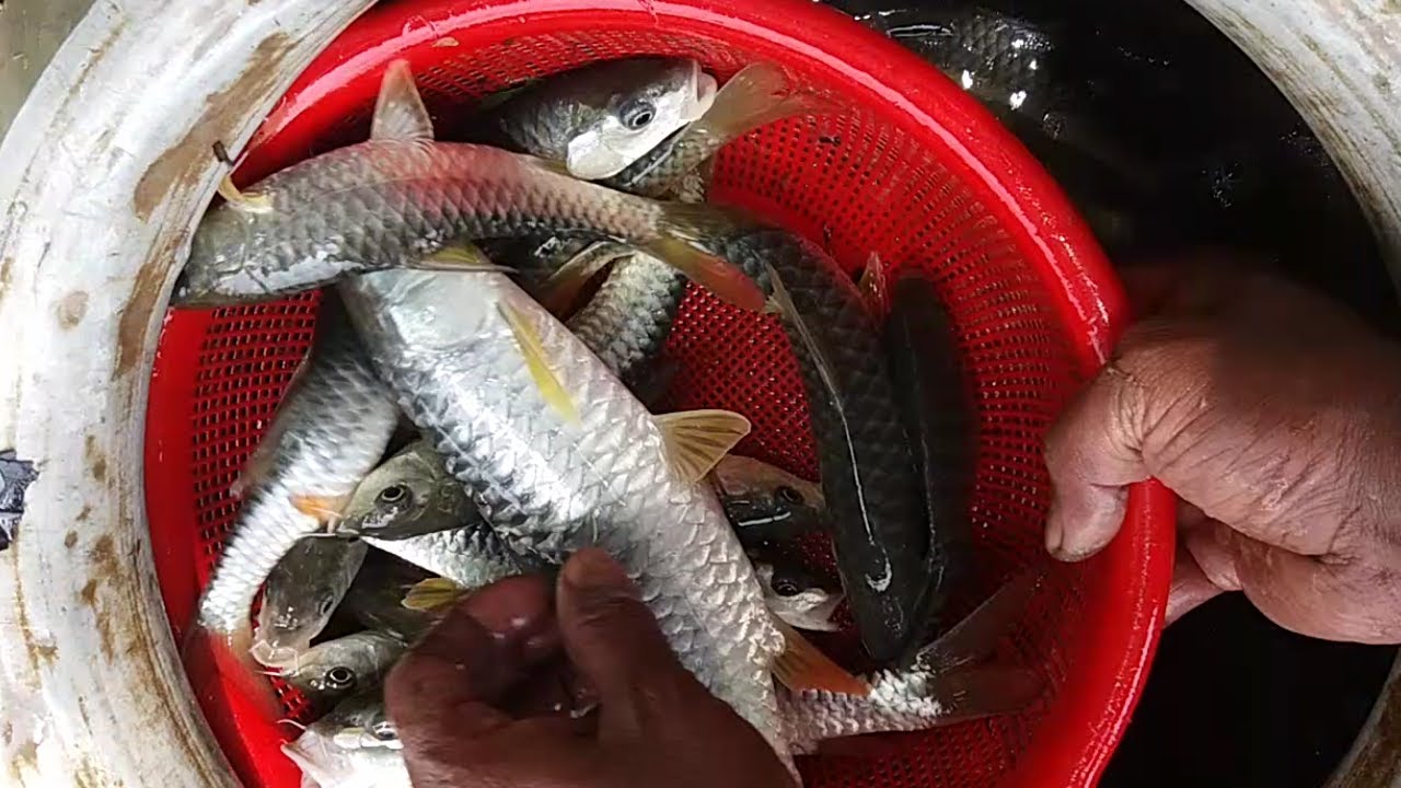Tor Putitora Fish Golden Mahseer মহাশোল মাছ - YouTube