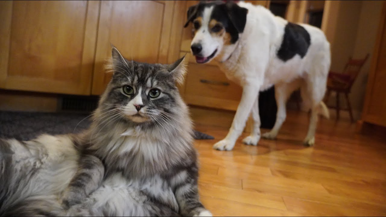 Saucy Cat SCARES DOG With SUDDEN NINJA MOVE - YouTube