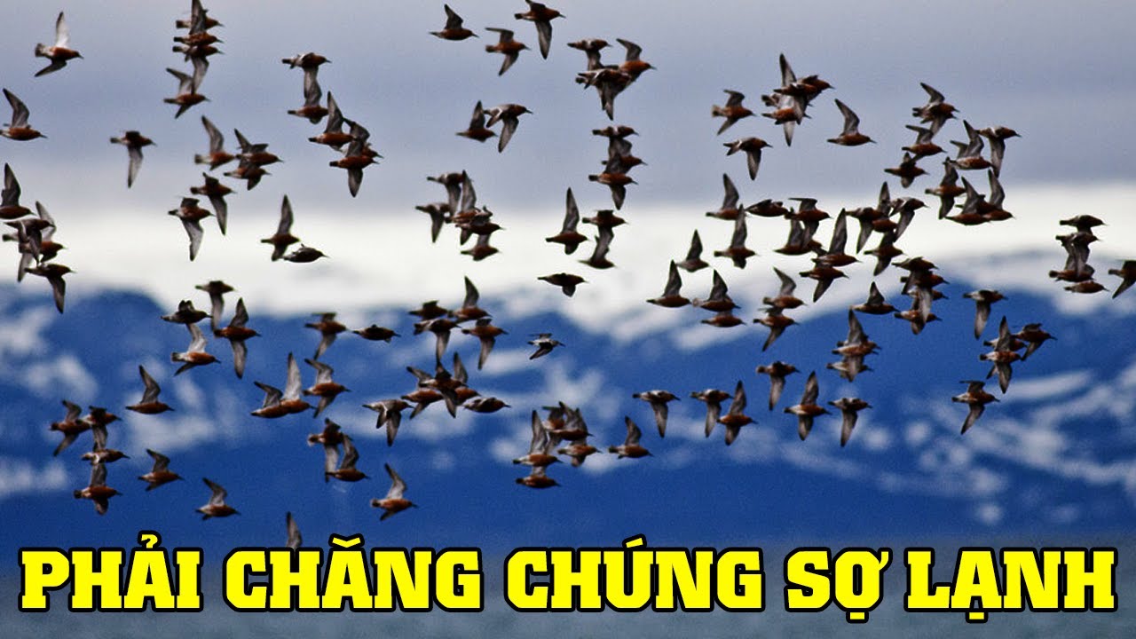 🦢Vì Sao Loài Chim Di Cư | Khám Phá Thế Giới Động Vật - YouTube