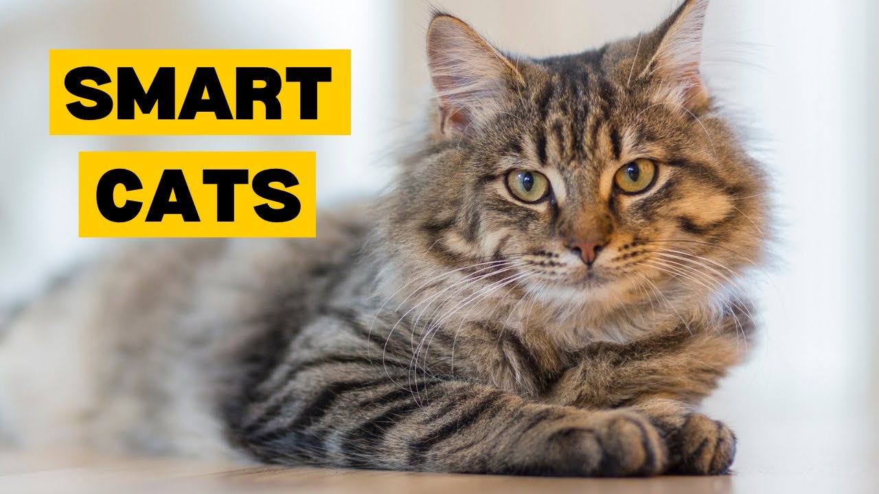 Top 10 SMARTEST Cat Breeds - YouTube