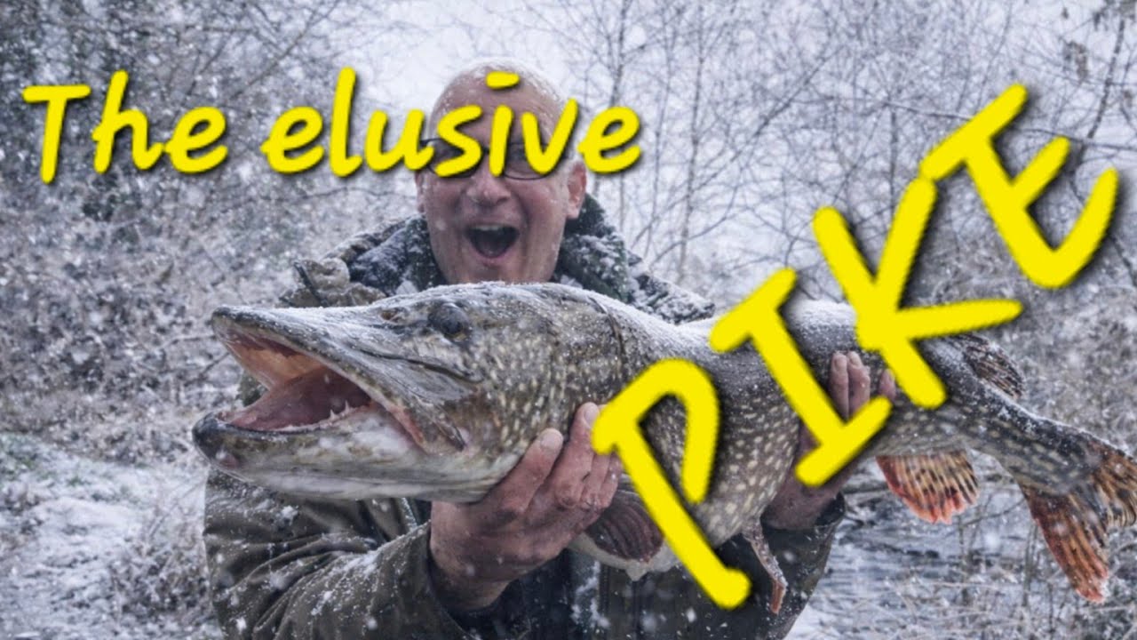 The elusive apex predator, PIKE - YouTube