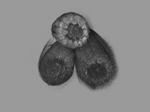 reassembled MRI corn slices - YouTube