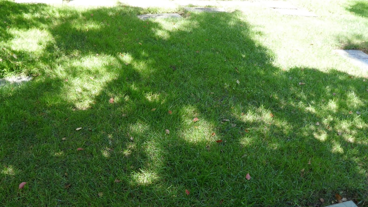 Singer Musician Frank Zappa Unmarked Grave Westwood Cemetery Los ...