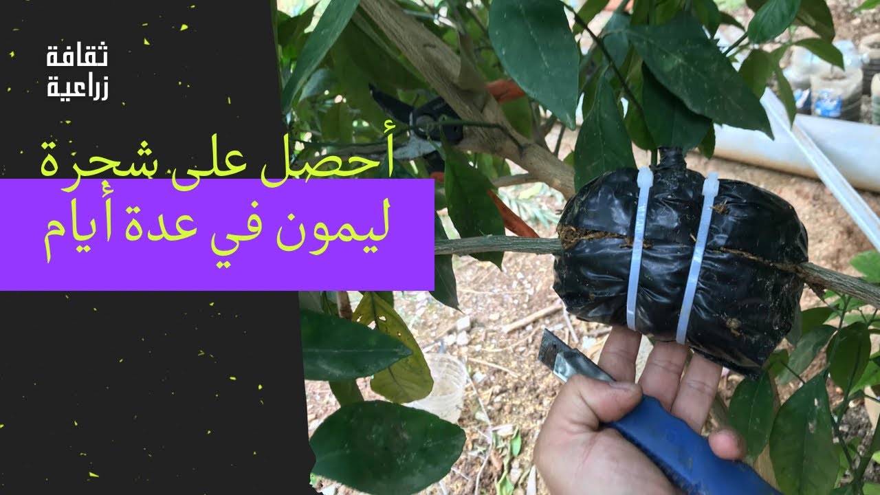 Air layering trees - Clone your fruit trees the easy way.طريقة إكثار الليمون بواسطة الترقيد ...