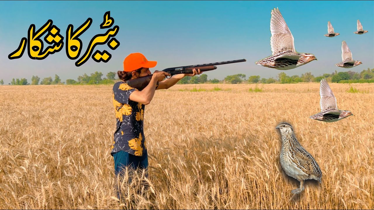 Quail Hunting 2023 | Quail Hunting with Shotgun | Bateer ka Shikar ...