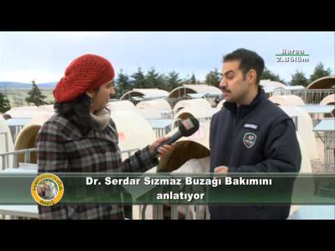 HAYVANCILIĞA BAKIŞ (ÖMER MATLI AKADEMİ ÇİFTLİĞİ) 2. BÖLÜM 2. KISIM