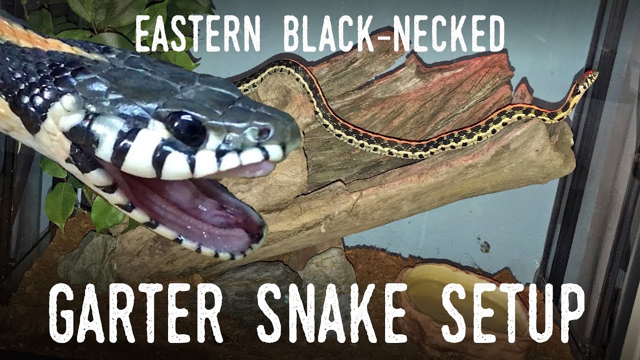 Blackneck GARTER SNAKE Setup and Care: Texas' Hidden Gem! - YouTube